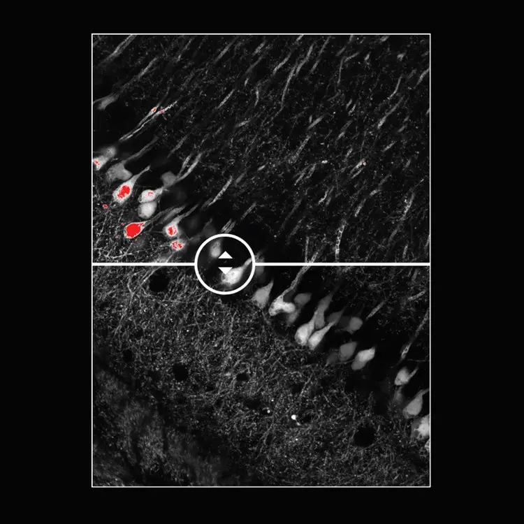 Evident Fluoview FV5000 Confocal Laser Scanning Microscope | Analis